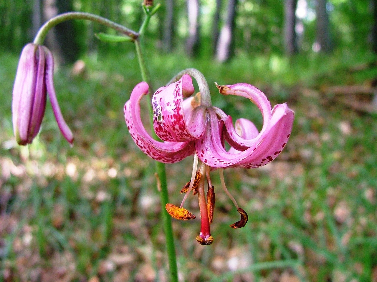 100+ Free Orchid Forest & Forest Images - Pixabay