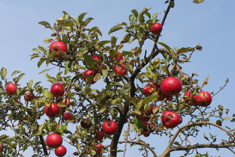 Albero Di Mele Golden Delicious MELO GOLDEN B Vivai Frappetta Roma