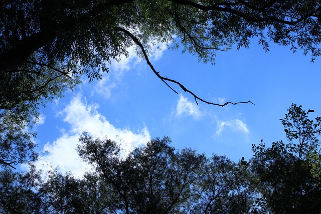 Hutan Pohon Surga - Foto gratis di Pixabay - Pixabay