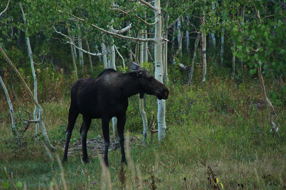 Moose Forest Wild - Free photo on Pixabay
