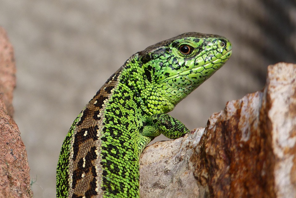 Lizard Animal Summer - Free photo on Pixabay - Pixabay