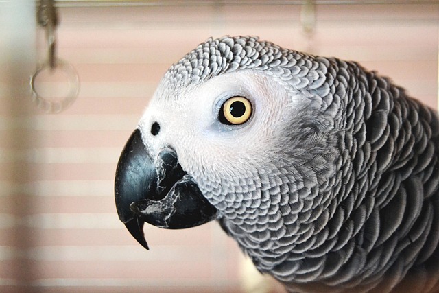Parrot Eye - Free photo on Pixabay - Pixabay