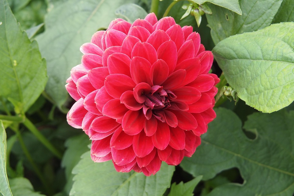 Dahlia Punainen Kukka - Ilmainen valokuva Pixabayssa - Pixabay