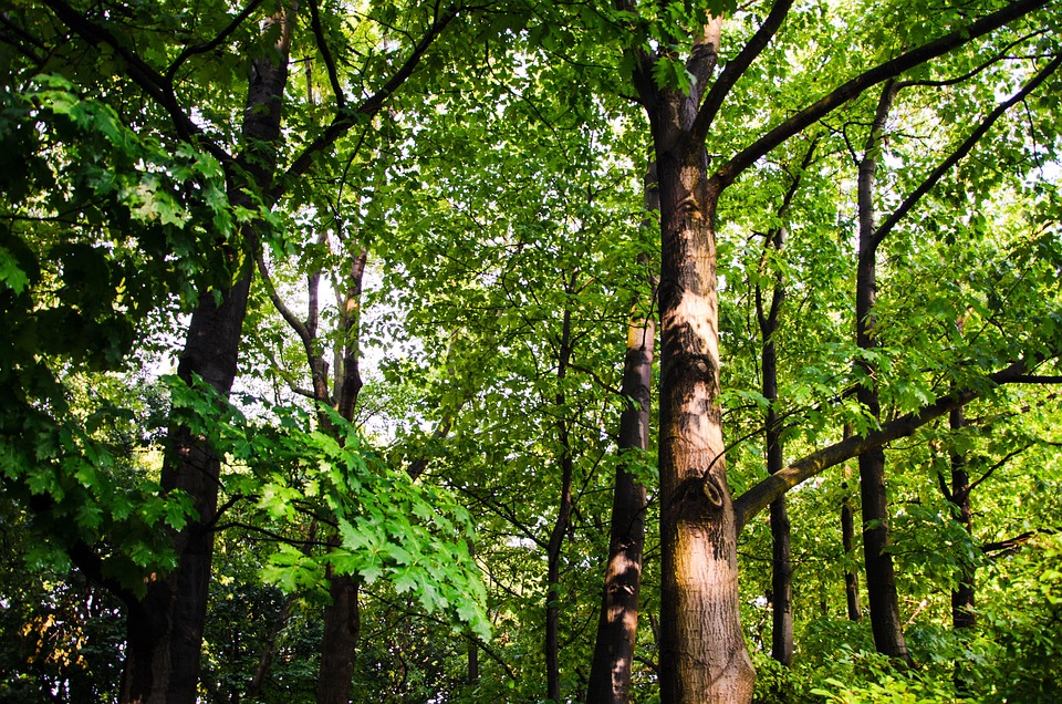 Forêt Arbre Nature - Photo gratuite sur Pixabay - Pixabay