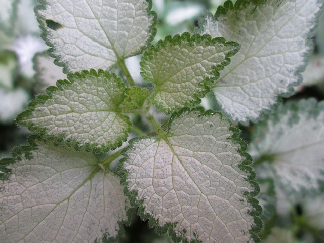 Fleur Plante Closeup Les - Photo gratuite sur Pixabay - Pixabay