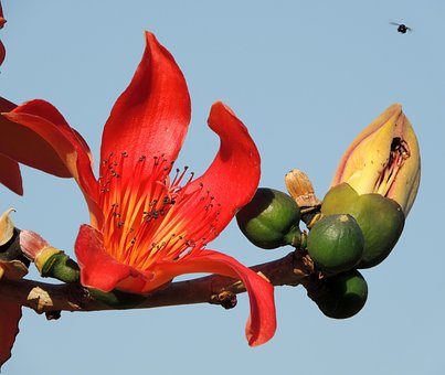 20+ Free Paineira & Flower Images - Pixabay