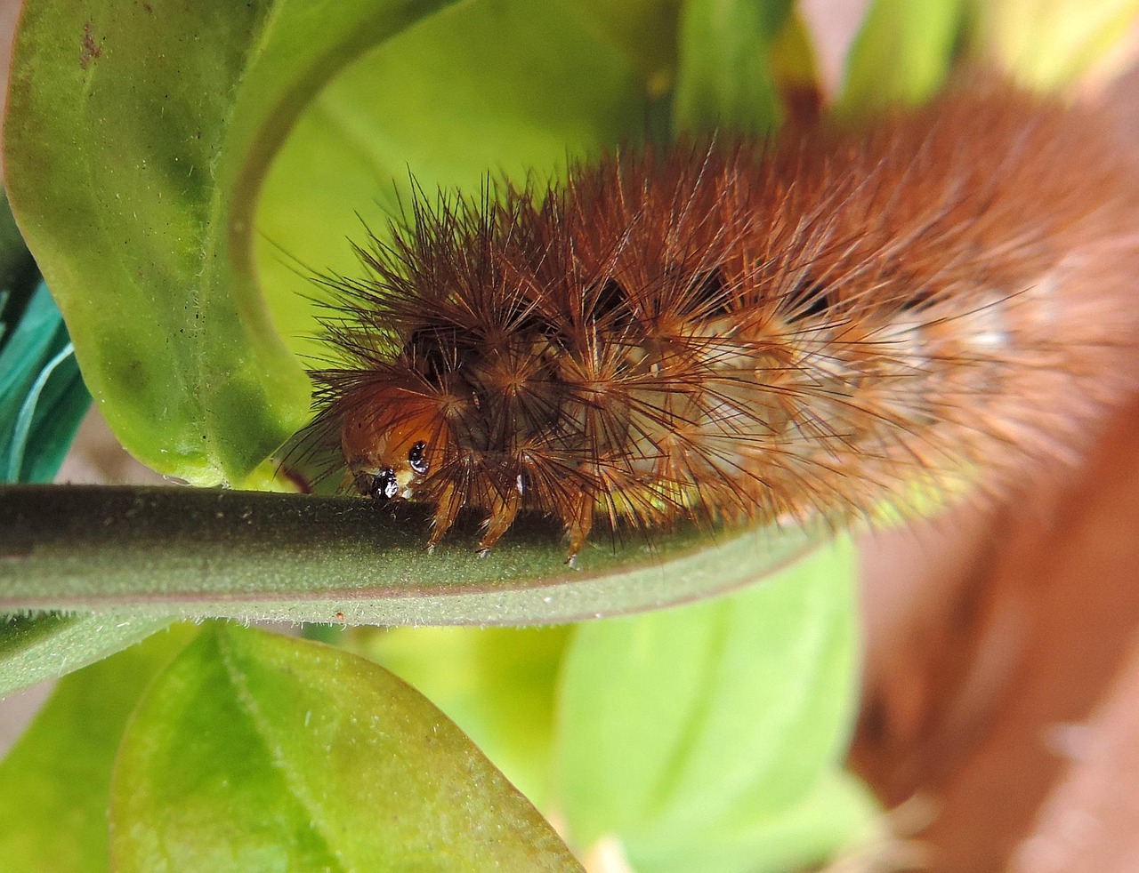 Oruga Insectos Insecto - Foto gratis en Pixabay - Pixabay
