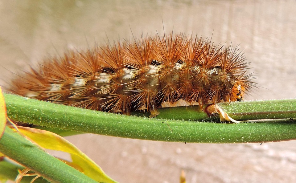 Caterpillar Insect Nature - Free photo on Pixabay - Pixabay