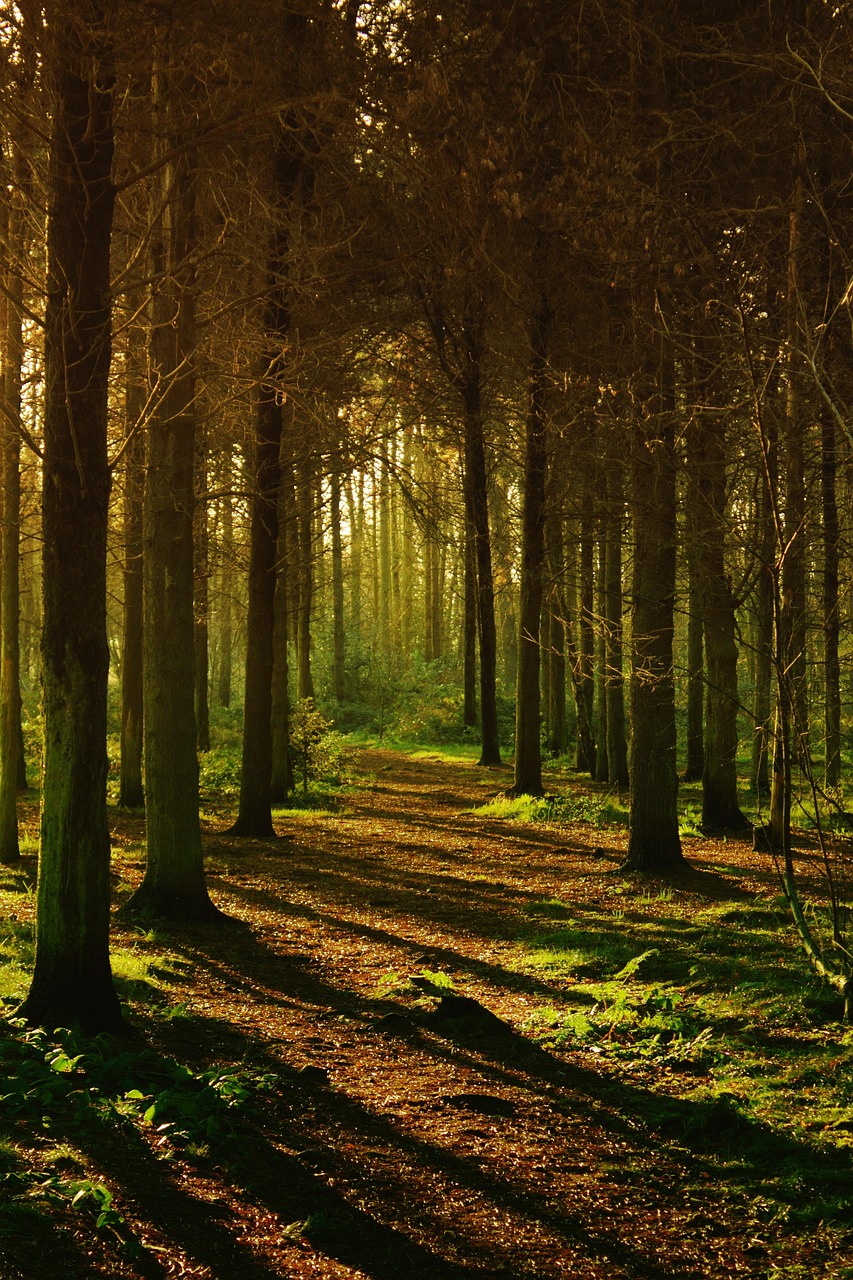 Woods Forest Nature - Free photo on Pixabay - Pixabay