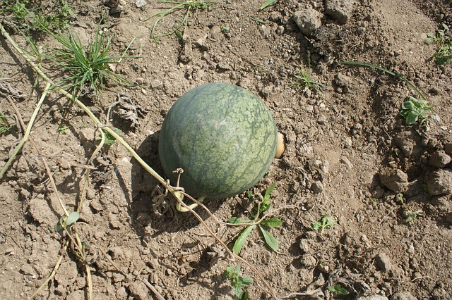 Watermelon Orchard - Free photo on Pixabay