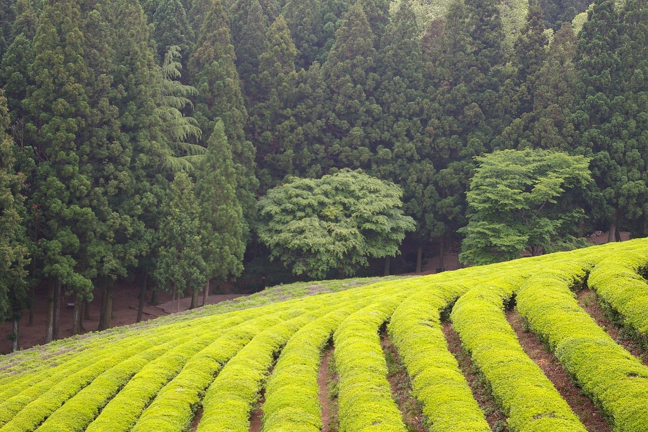 Green Tea Plantation - Free photo on Pixabay
