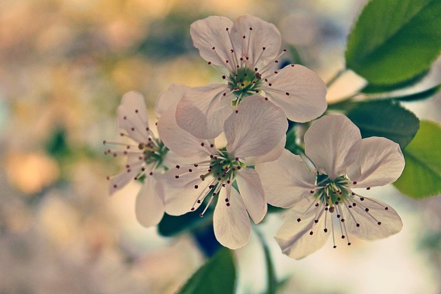 Flores Verde Branco - Foto gratuita no Pixabay - Pixabay