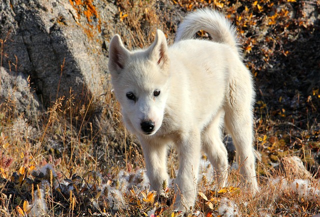 Perro De Groenlandia - Foto gratis en Pixabay - Pixabay