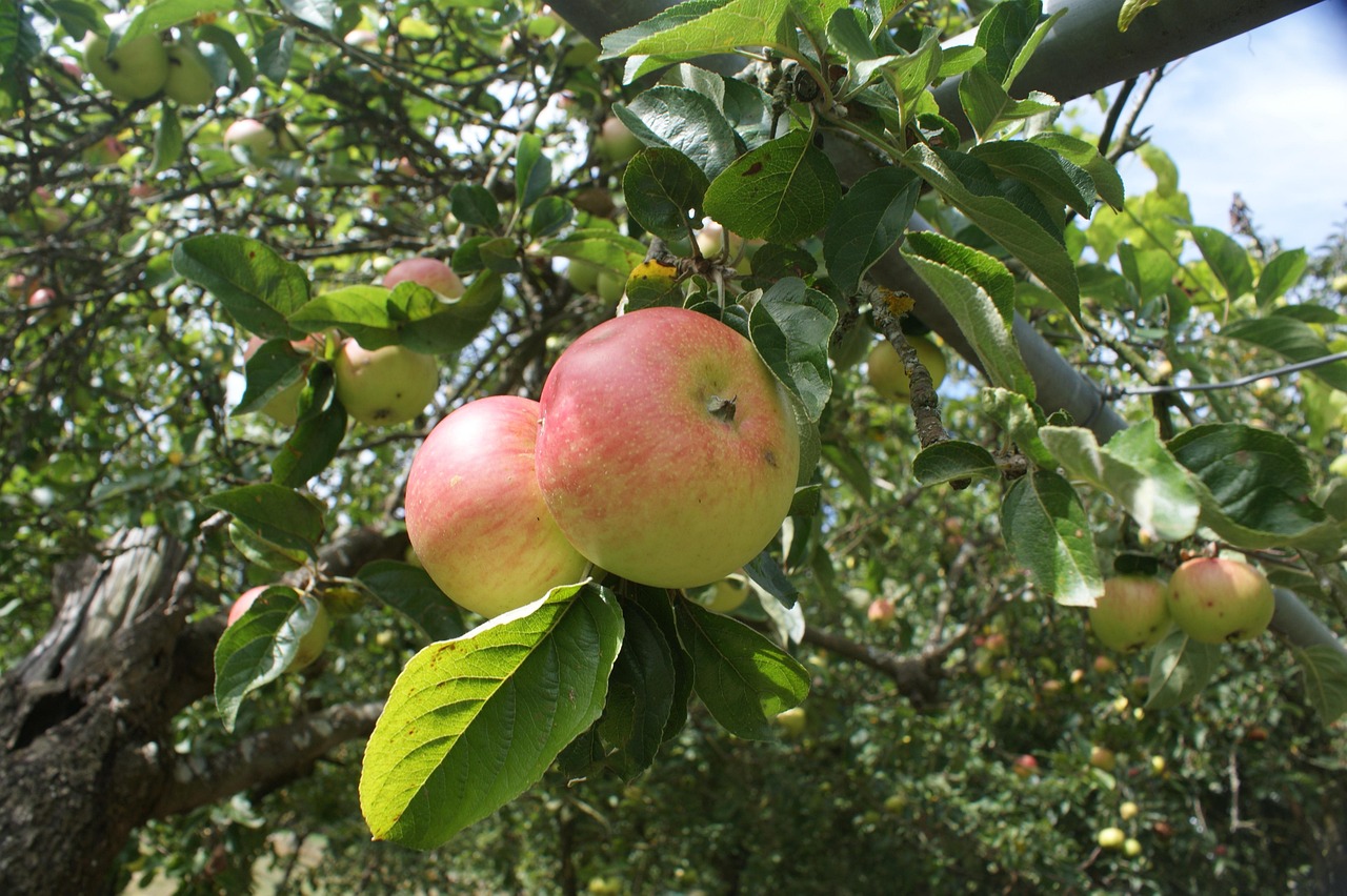 Manzanas Gallegas Rubia - Foto gratis en Pixabay - Pixabay