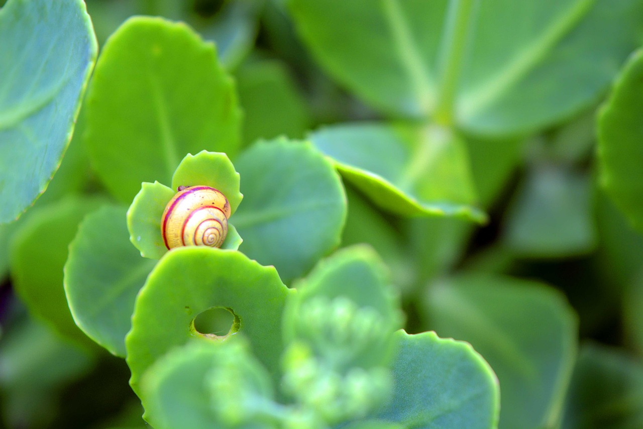 Animal Plante - Photo gratuite sur Pixabay - Pixabay
