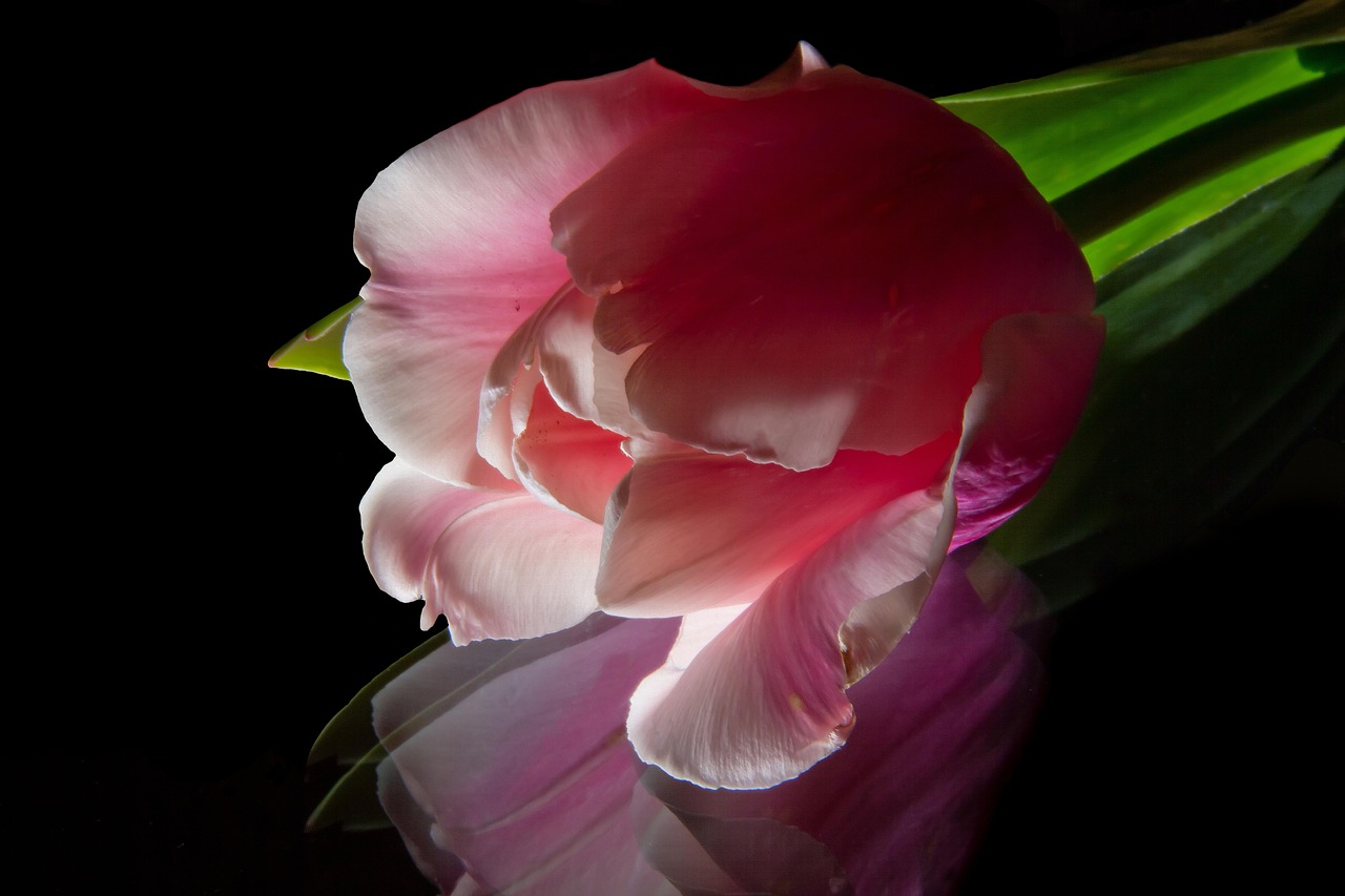 500+ Free Green Screen & Green Images - Pixabay