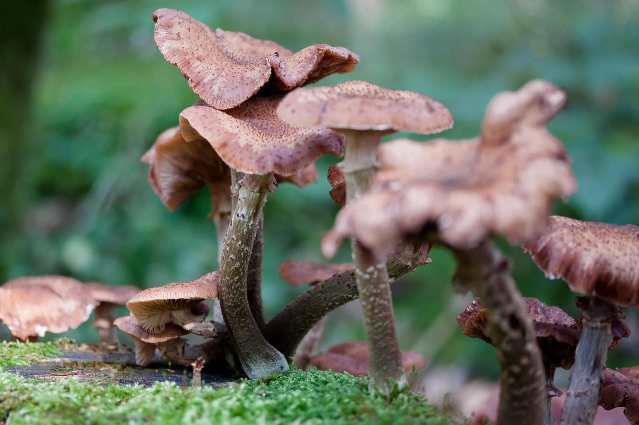 Armillaria เห็ด Mellea - ภาพฟรีบน Pixabay - Pixabay
