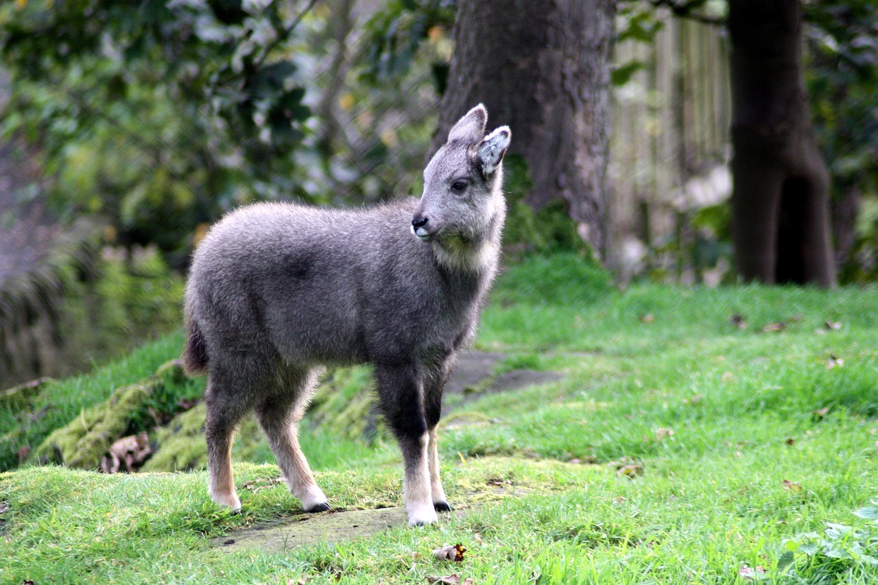 90+ Free Quadrupeds & Animal Images - Pixabay