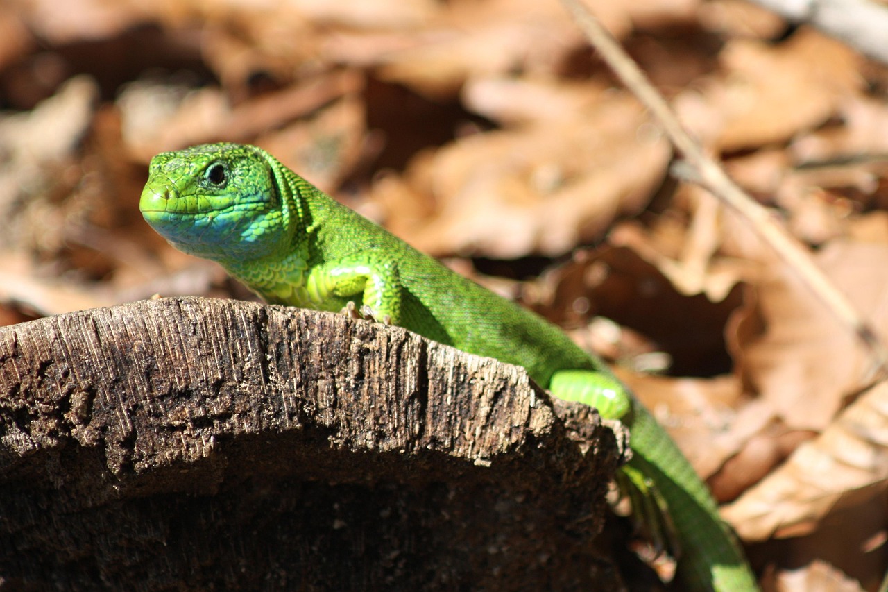 Green Lizard - Free photo on Pixabay - Pixabay