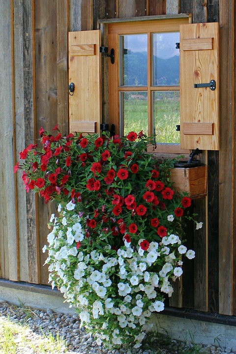 Window Flower Petunias Hanging - Free photo on Pixabay