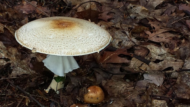 Champignon Forêt La Nature - Photo gratuite sur Pixabay - Pixabay