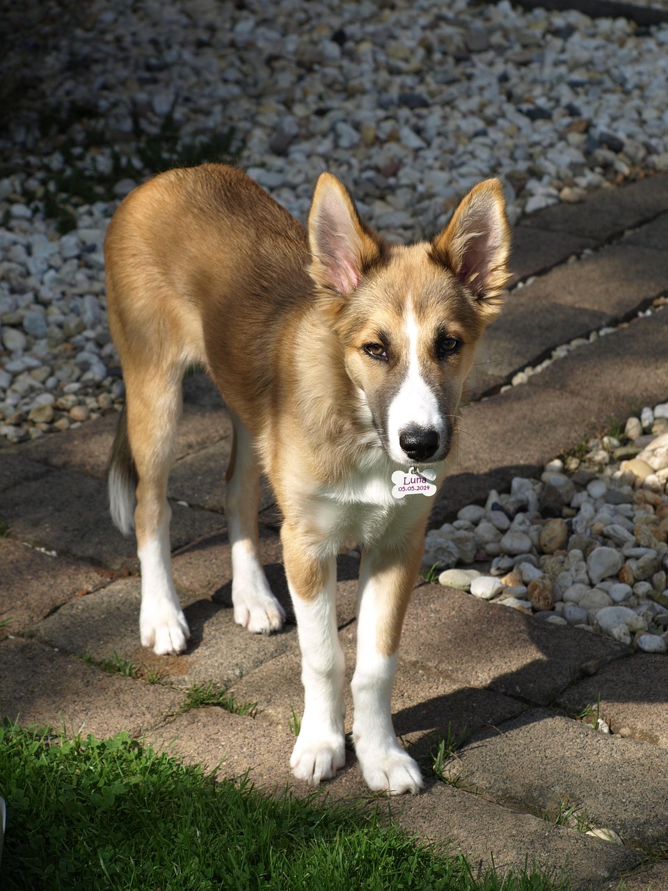 Cachorro Animal Doméstico Castanho - Foto gratuita no Pixabay - Pixabay