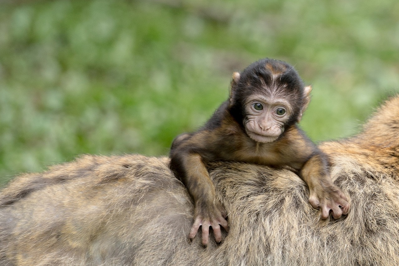 Macaco Filhote Descendência - Foto gratuita no Pixabay - Pixabay