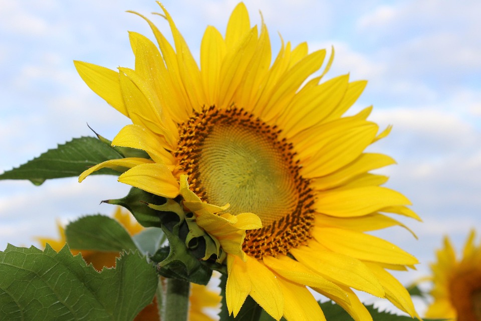 Tournesol Épanouissement Fleur - Photo gratuite sur Pixabay - Pixabay