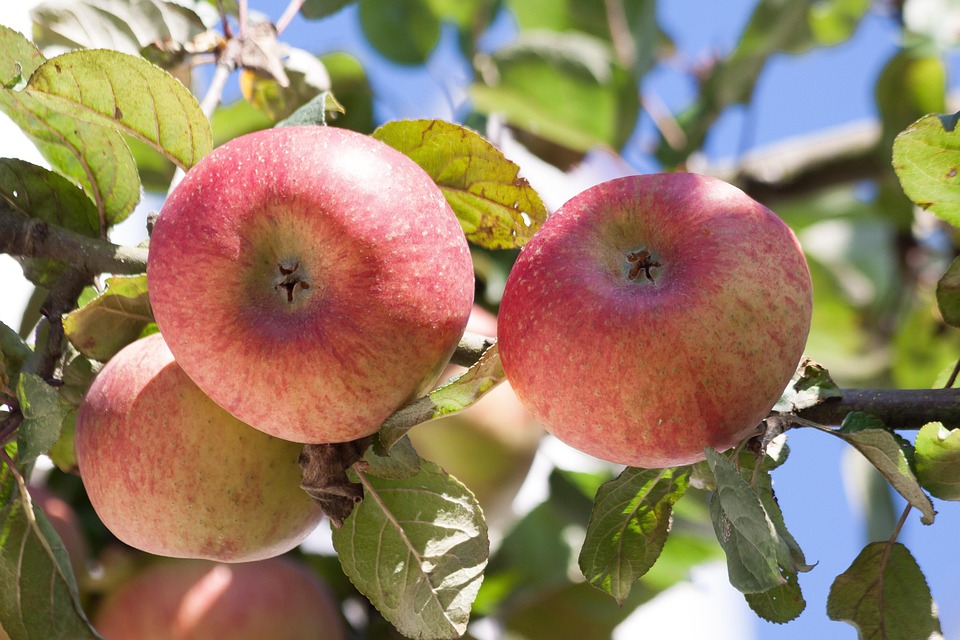 Cultivated Apple Apples Malus - Free photo on Pixabay