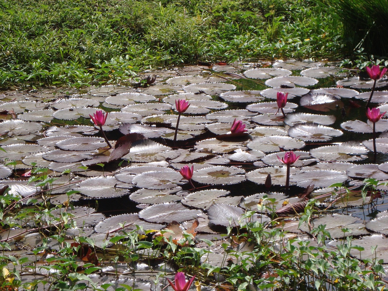 Lotus Blumen Wasser - Kostenloses Foto auf Pixabay - Pixabay