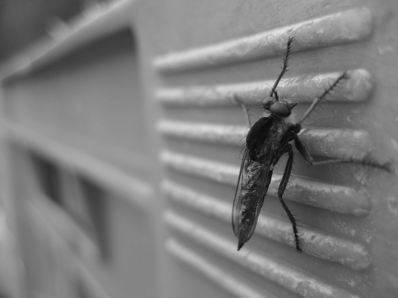 Mosquito Insecto Escarabajo - Foto gratis en Pixabay - Pixabay