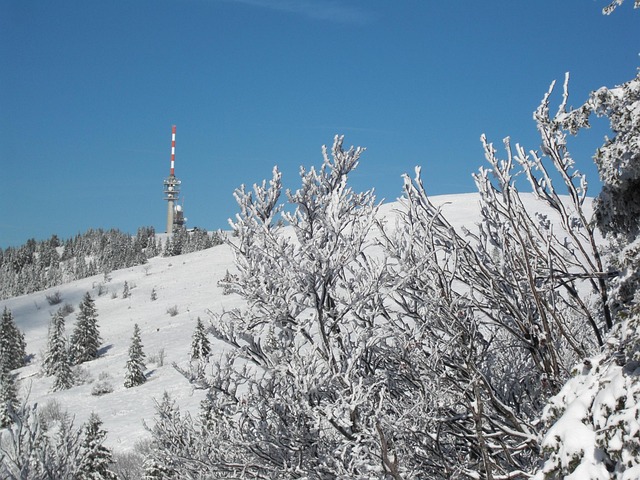 Neve Paisagem De Floresta - Foto gratuita no Pixabay - Pixabay