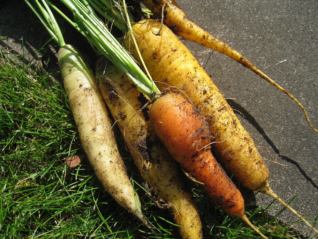 Carrots Colors Harvest Time - Free photo on Pixabay - Pixabay
