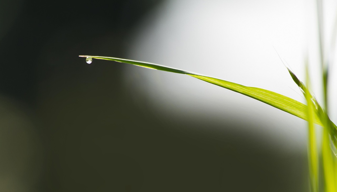 Grass Blade Of Meadow Nature - Free photo on Pixabay - Pixabay