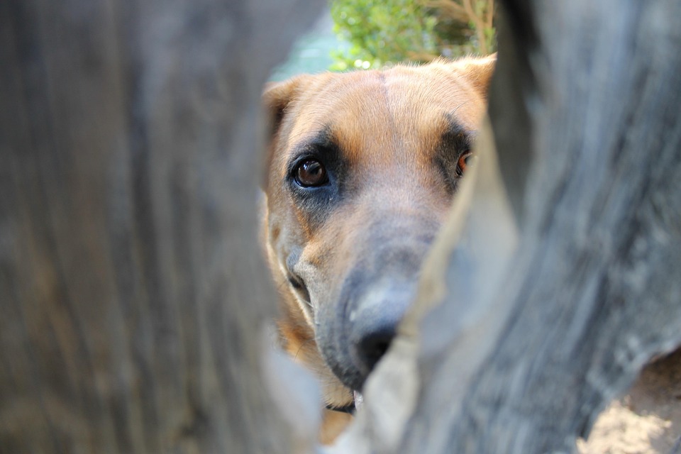 Dog Knot Hole Shepherd - Free photo on Pixabay