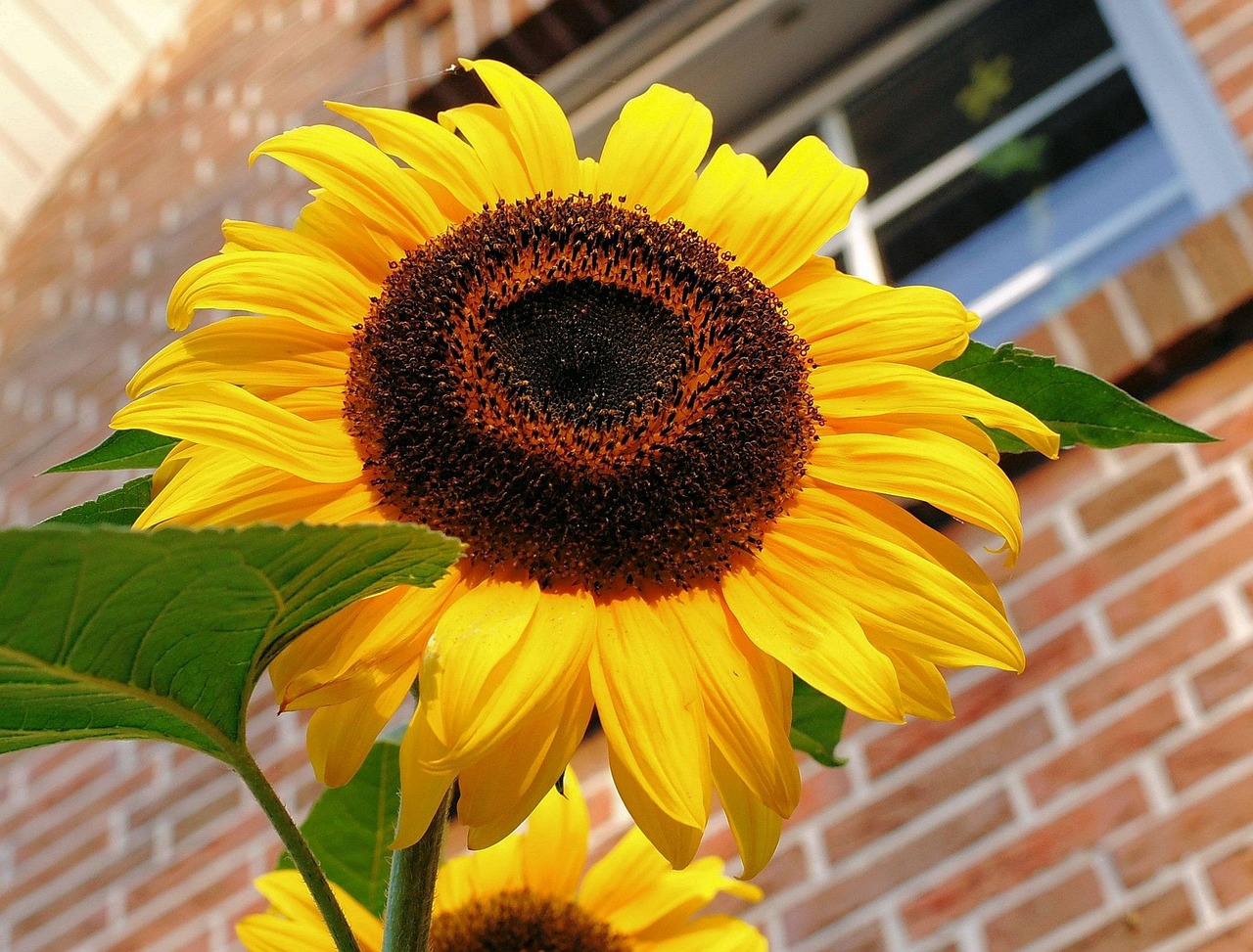 10,000+ Free Sunflower & Nature Photos - Pixabay