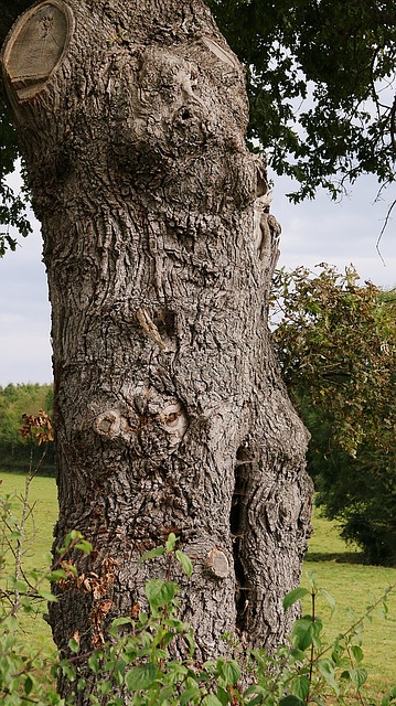Baum Stamm Natur - Kostenloses Foto auf Pixabay - Pixabay