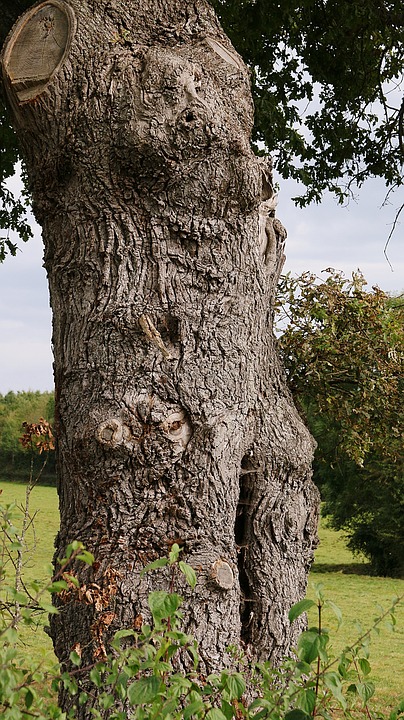 Arbre Tronc Nature - Photo gratuite sur Pixabay - Pixabay