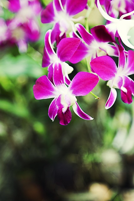 Bunga Anggrek Ungu - Foto gratis di Pixabay - Pixabay