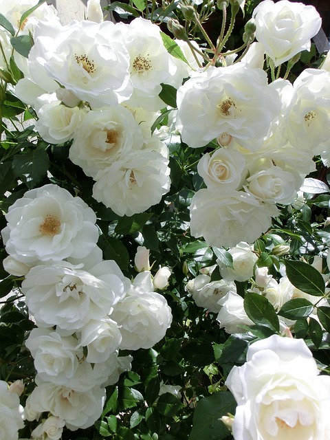 Roses Nature Flower - Free photo on Pixabay - Pixabay