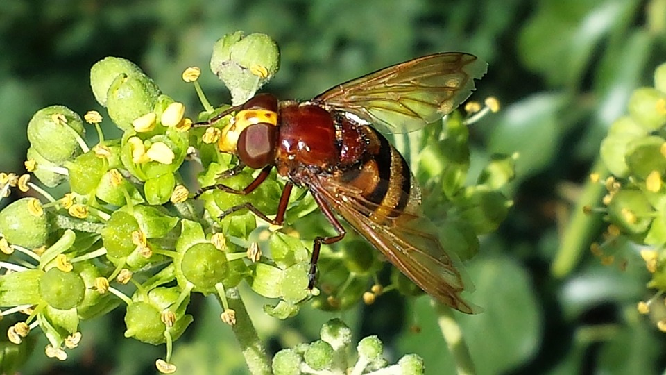 Vol Stationnaire Insecte - Photo gratuite sur Pixabay - Pixabay