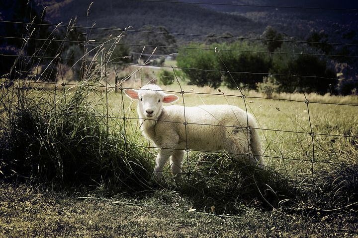 Meer dan 6.000 gratis afbeeldingen van Schapen en Schaap