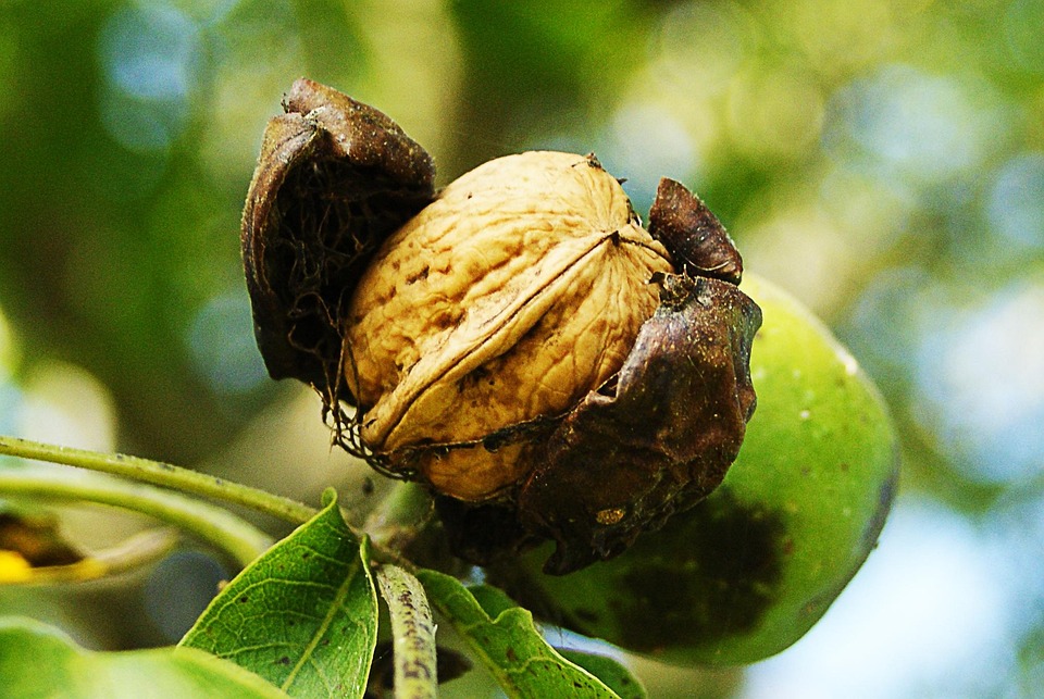 Nüsse Herbst Ernte Die - Kostenloses Foto auf Pixabay