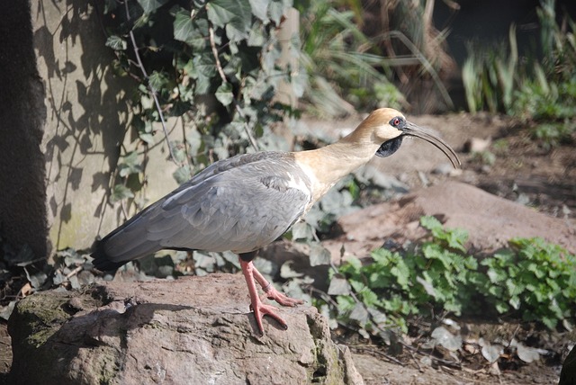 Ibis De Cuello Alto Pájaro - Foto gratis en Pixabay - Pixabay