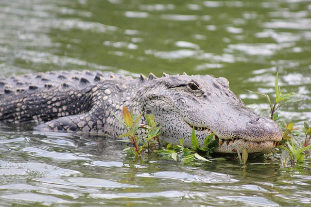 Alligator Swamp Wildlife - Free photo on Pixabay