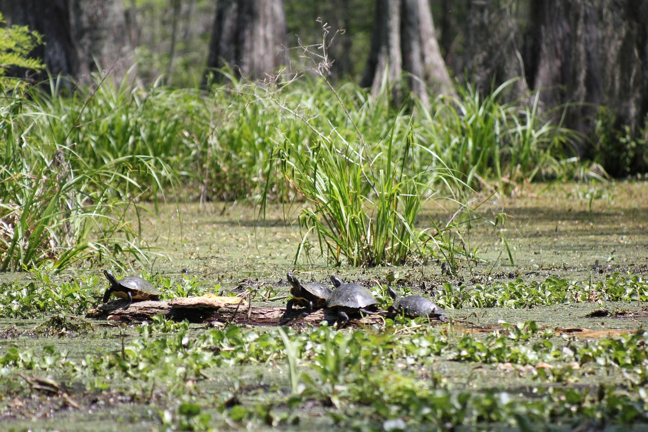 Turtles Swamp Nature - Free photo on Pixabay
