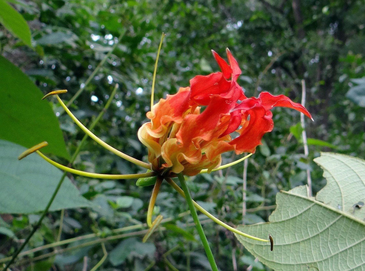 Lirio De La Gloria Flor Escarlata - Foto gratis en Pixabay