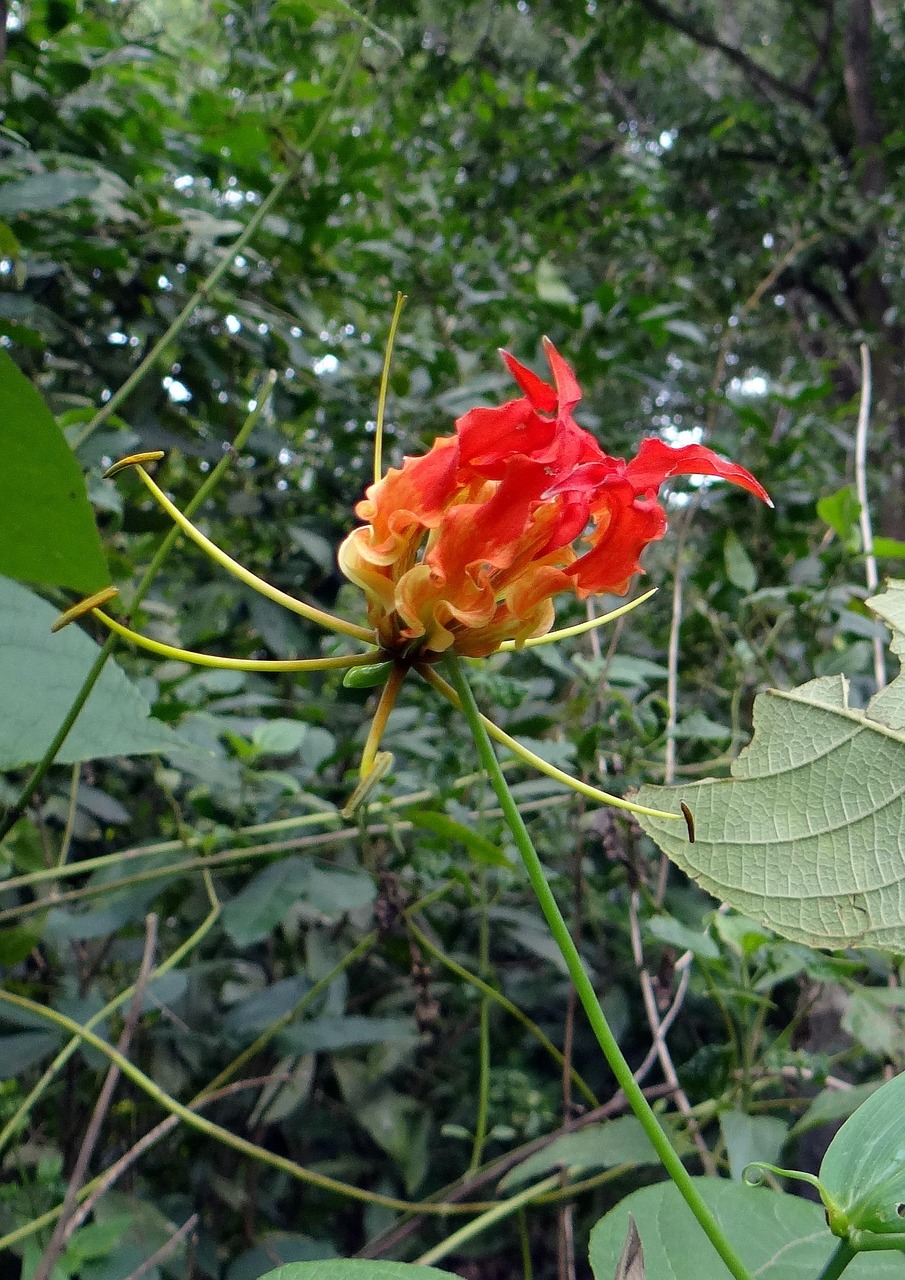 Lirio De La Gloria Flor Escarlata - Foto gratis en Pixabay - Pixabay