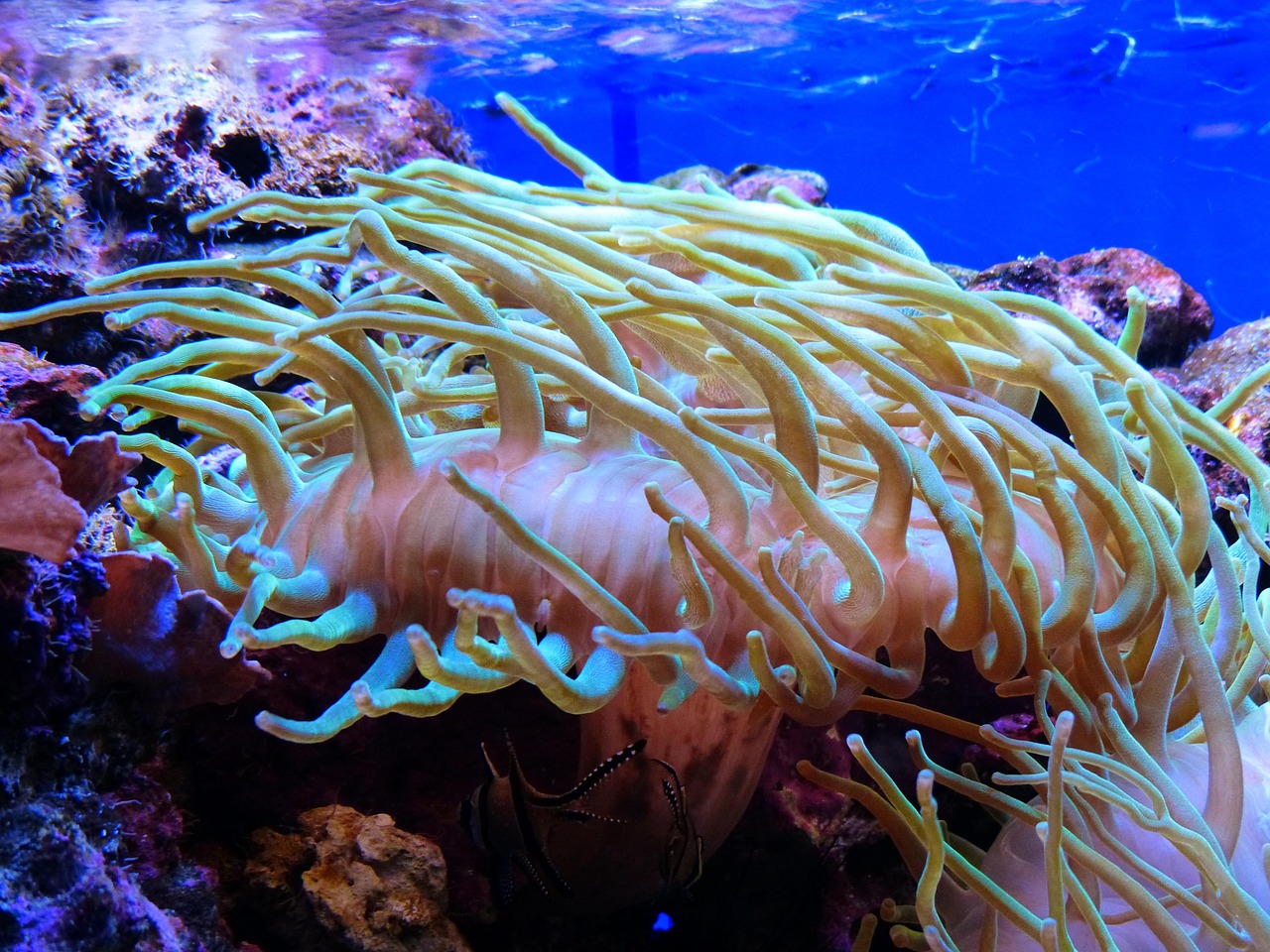 Sea Anemones Aquarium Actiniaria - Free photo on Pixabay - Pixabay