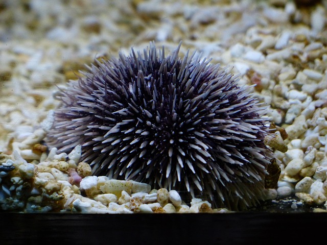 100+ kostenlose Seeigel und Natur-Bilder - Pixabay
